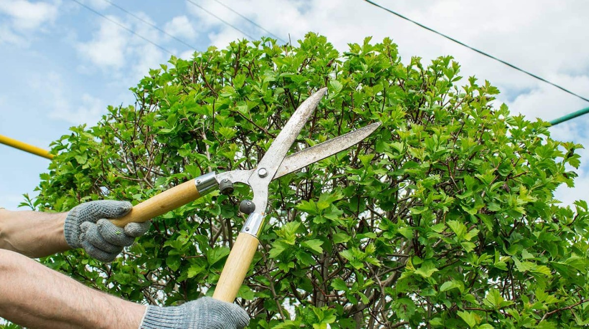 Our Tree Care Services