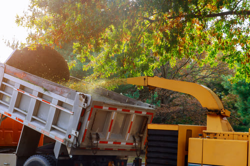 Tree Care Blog — Tips & Homeowner Guides