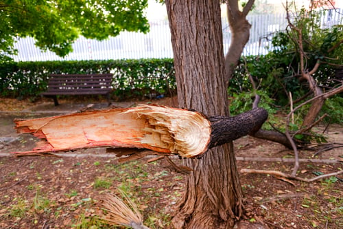 Our Tree Care Services
